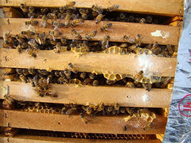 stacking "double nuc" boxes / divided hive bodies | Beesource Beekeeping Forums
