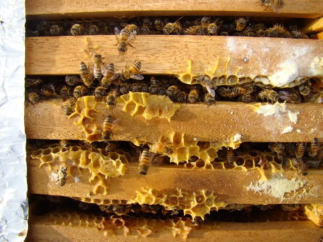 stacking "double nuc" boxes / divided hive bodies | Beesource Beekeeping Forums