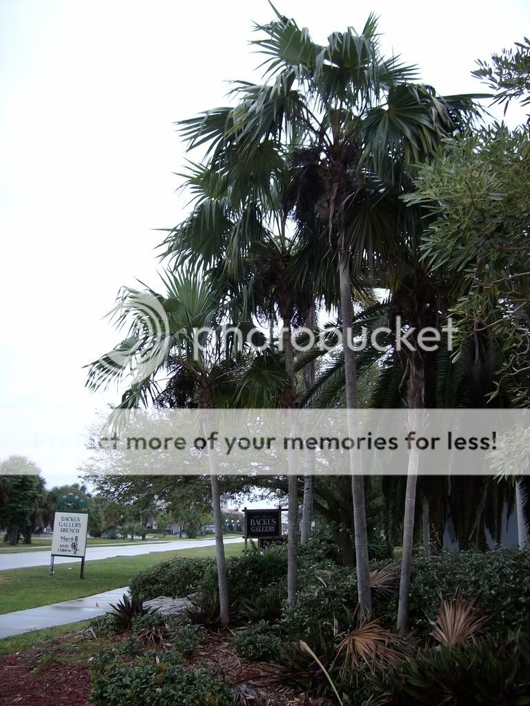 Help with Palm ID - DISCUSSING PALM TREES WORLDWIDE - PalmTalk