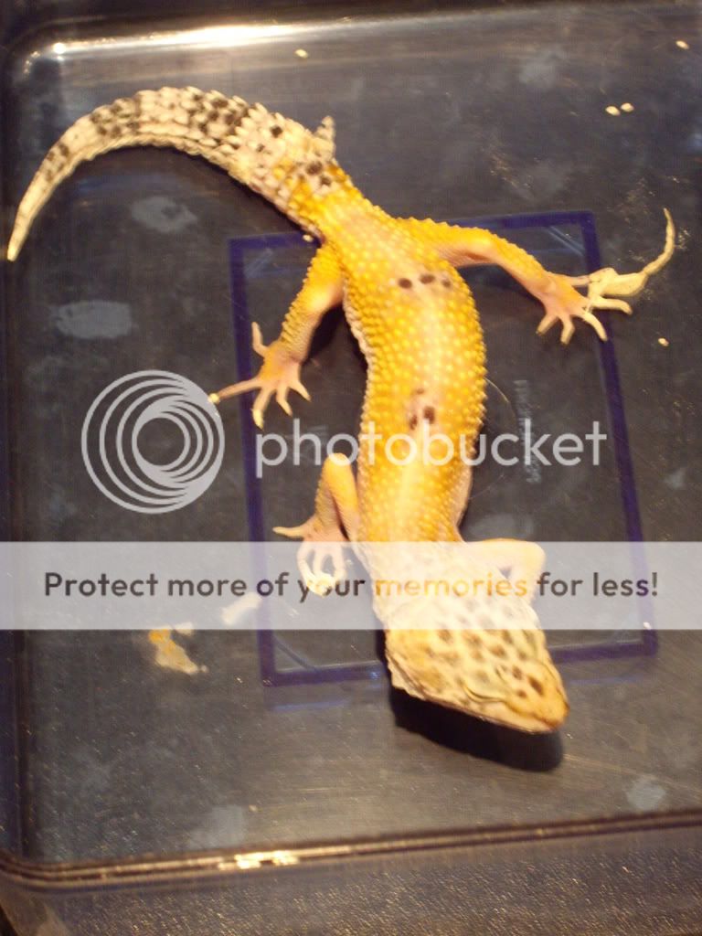 Pls Help! Starved Gecko | Reptile Forums