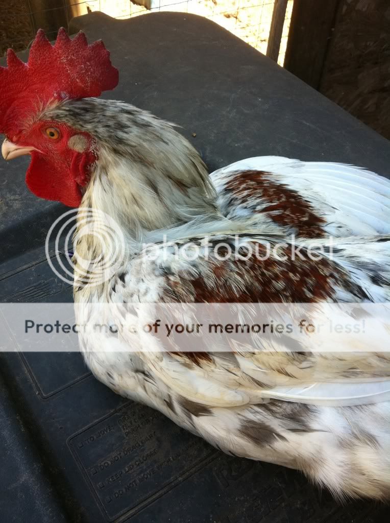 French Splash Marans Rooster.. Pics | BackYard Chickens - Learn How to ...