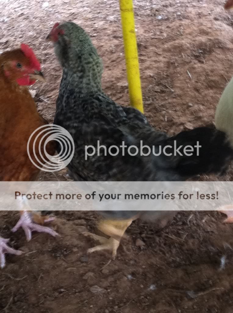 4 Roosters For Sale | BackYard Chickens - Learn How to Raise Chickens