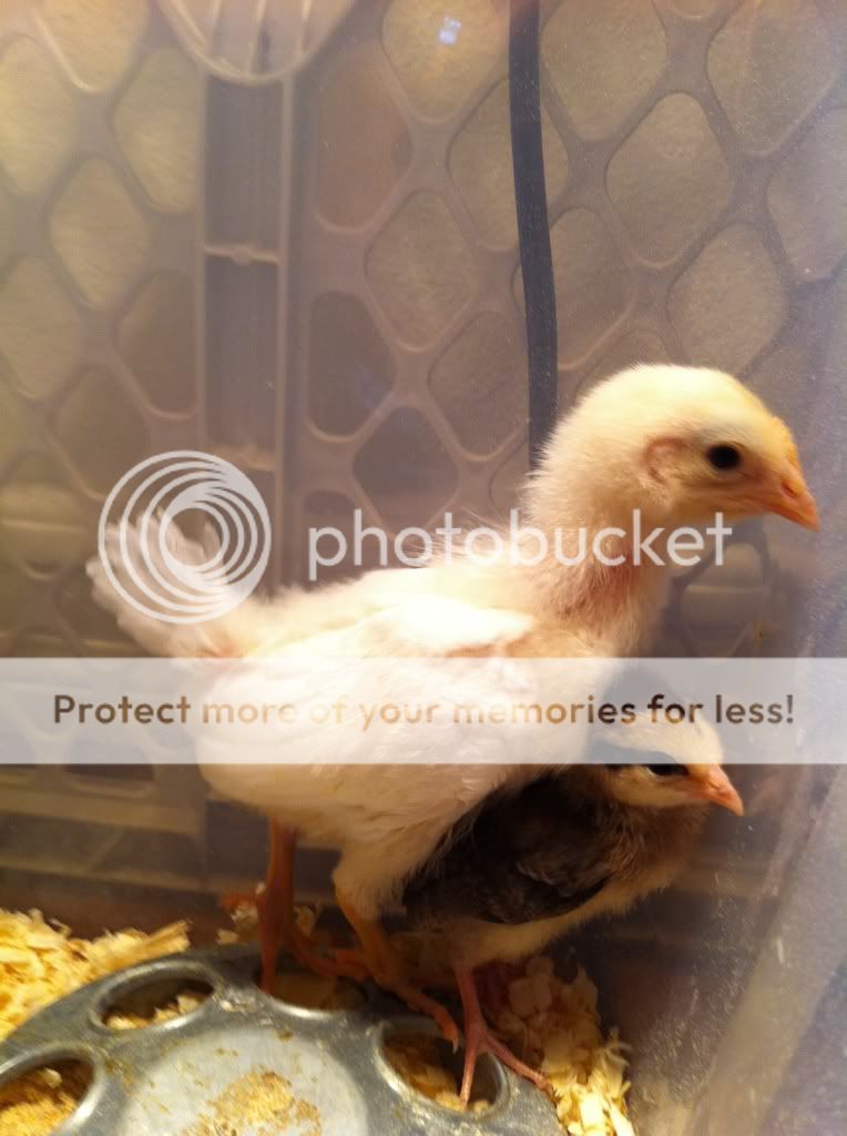 Gold Star gender? And a barred rock... | BackYard Chickens - Learn How ...