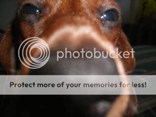 What does your Rifle say to you? - The Firing Line Forums