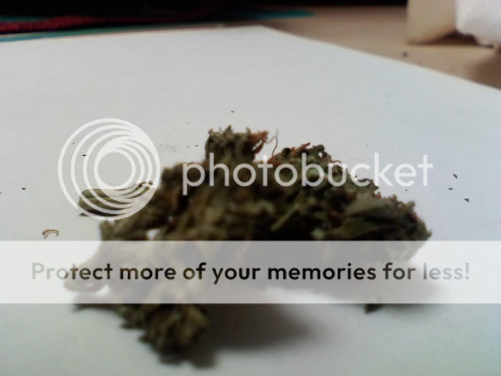 Got some Thrax | Grasscity Forums - The #1 Marijuana Community Online