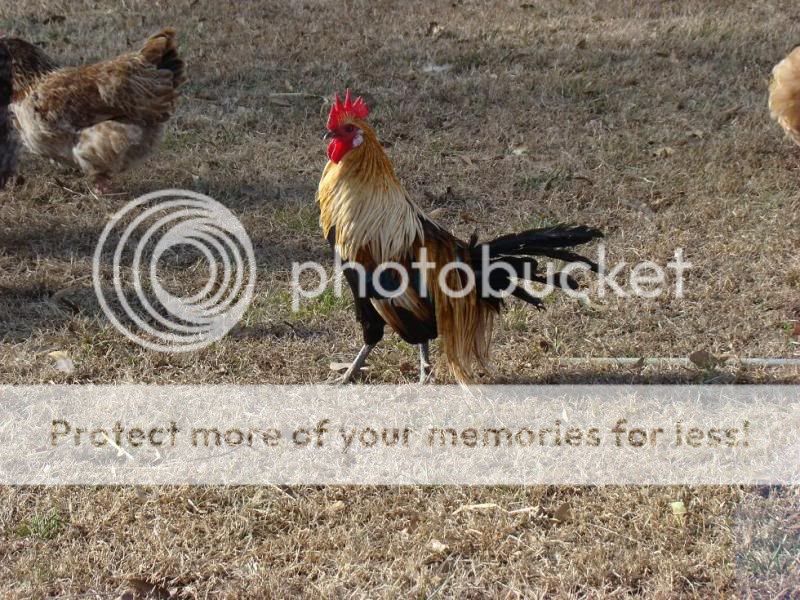 Crele color? | Page 3 | BackYard Chickens - Learn How to Raise Chickens