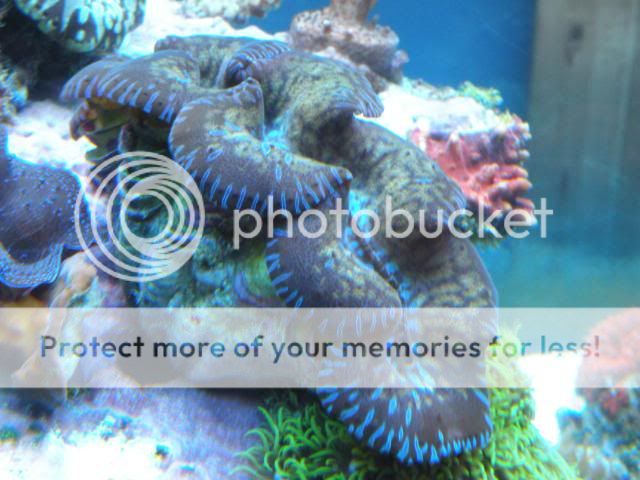 What would be considered A rare clam | Reef2Reef