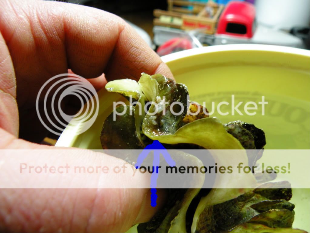 Pyramid snail removal tips. | Reef2Reef