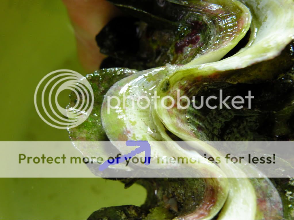 Pyramid snail removal tips. | Reef2Reef