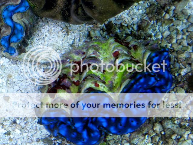 Lets see those CLAM photos! Clams that you have, had, or even ...