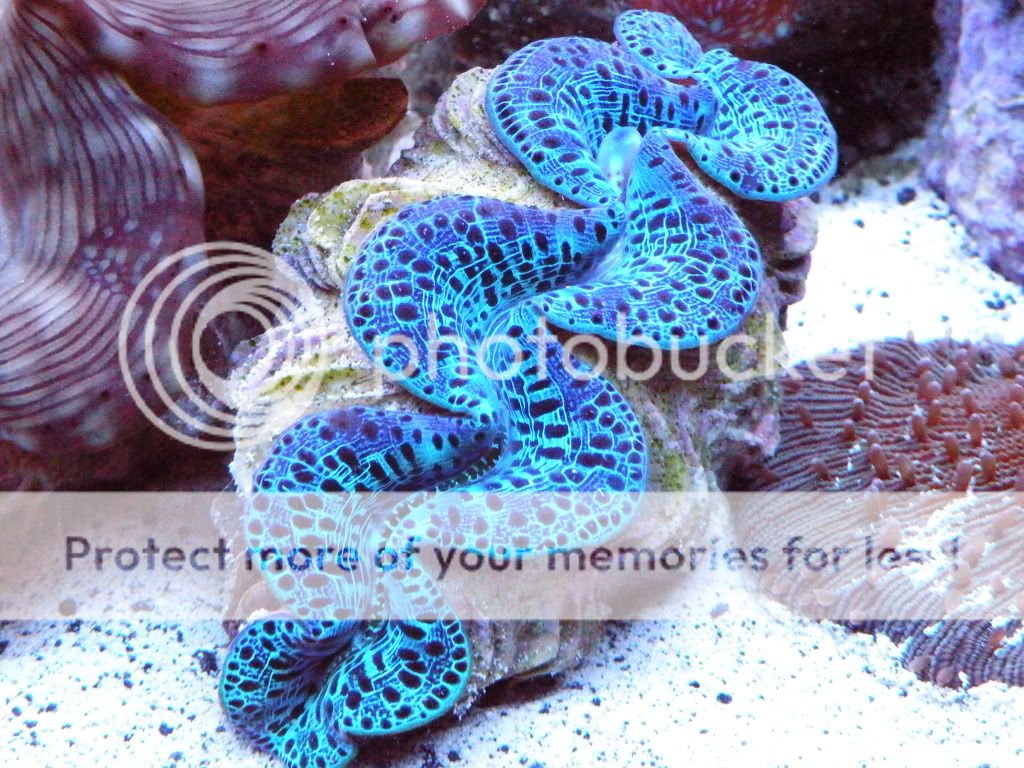 Lets see those CLAM photos! Clams that you have, had, or even ...