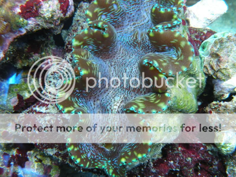 Lets see those CLAM photos! Clams that you have, had, or even ...