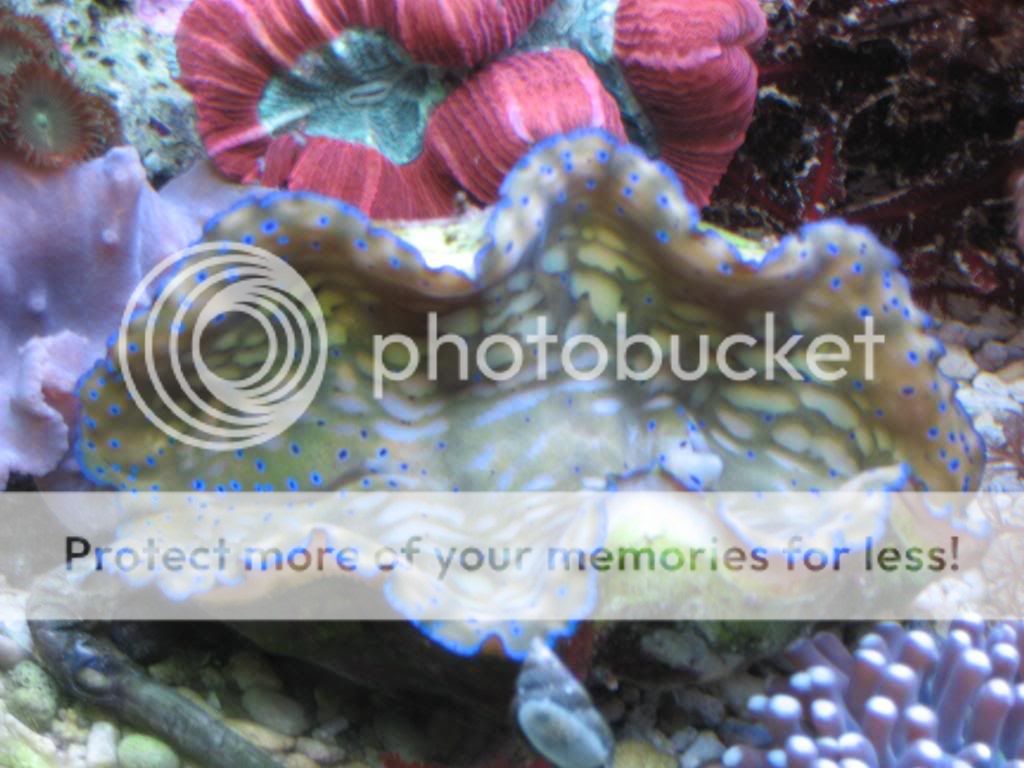 Clam progression pictures | Reef2Reef