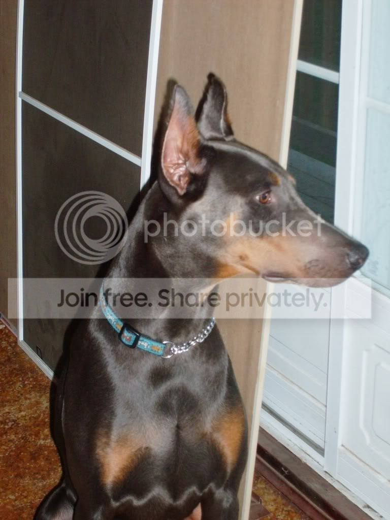 Dilute colors | Doberman Forum : Doberman Breed Dog Forums
