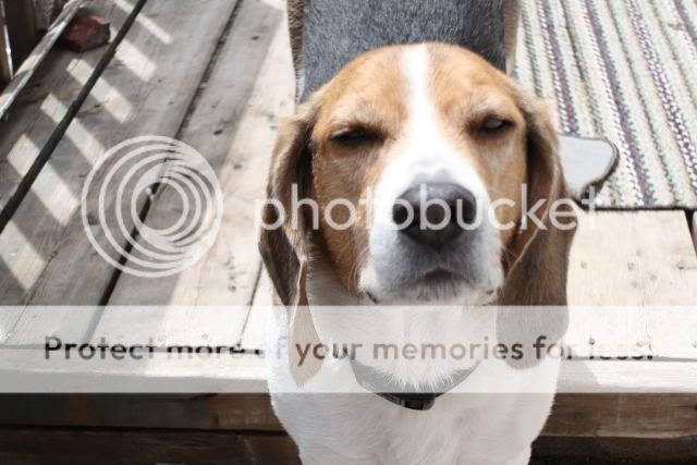 Meet Benny the Beagle | Doberman Forum : Doberman Breed Dog Forums