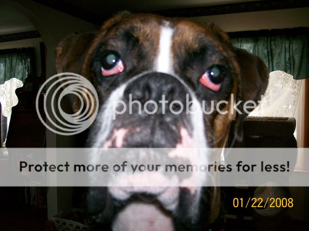 Droopy eyes can cause blindness???? | Boxer Breed Dog Forums