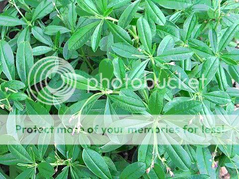 Ang Talilong…. Bow!! | Haring Ibon's Flight...