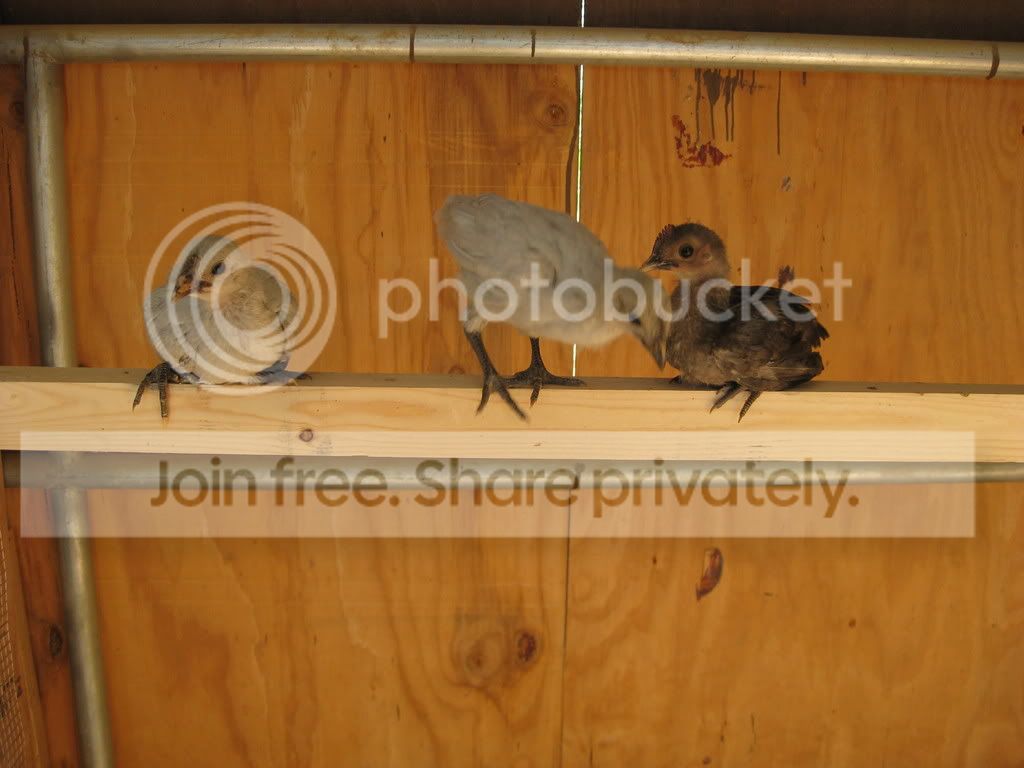 ***breeding fawn modern game rooster to self blue modern game hens ...