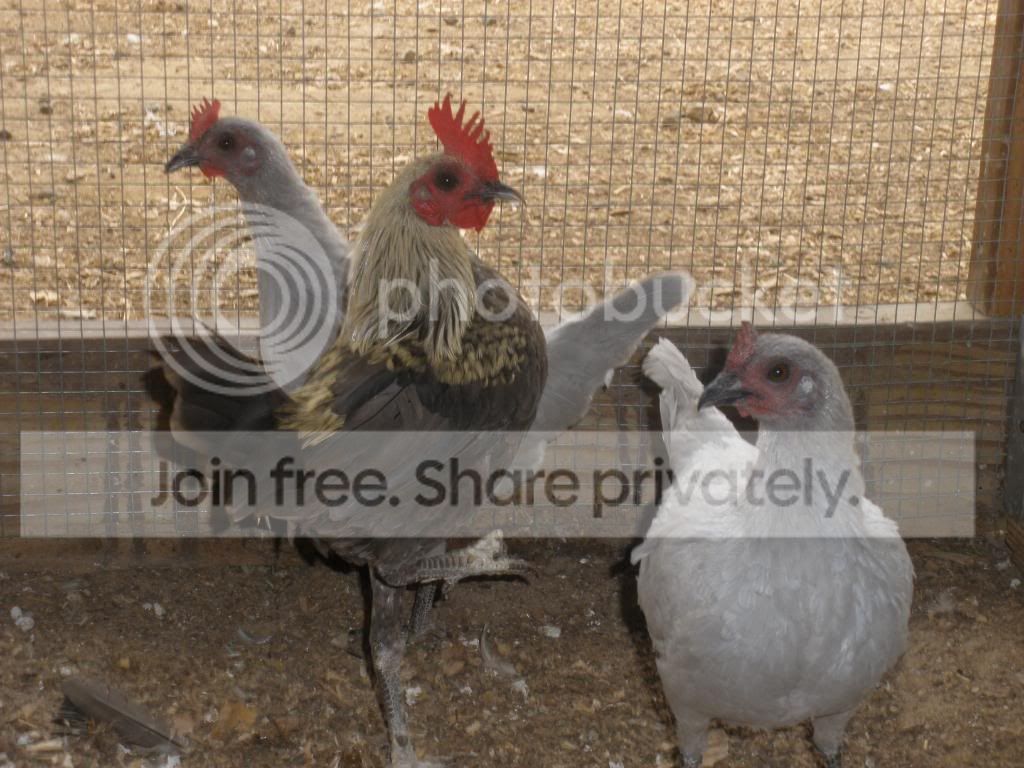 ***breeding fawn modern game rooster to self blue modern game hens ...