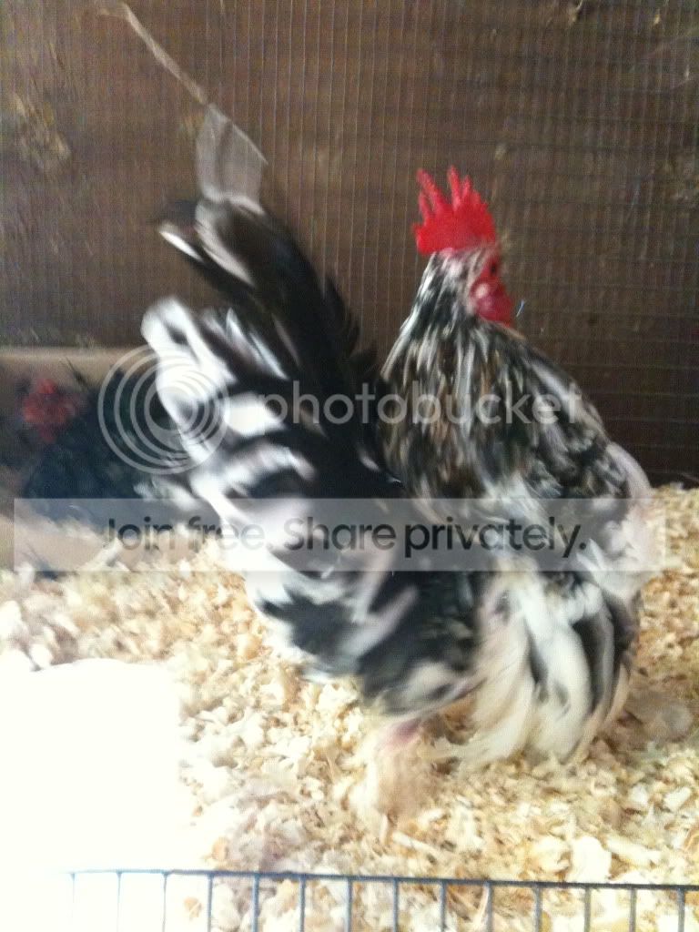 mottled serama trio for sale | BackYard Chickens - Learn How to Raise ...